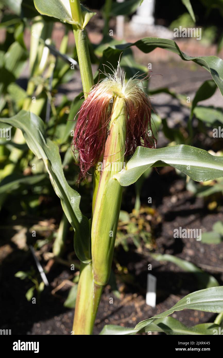 Corn on the stalk hi-res stock photography and images - Alamy