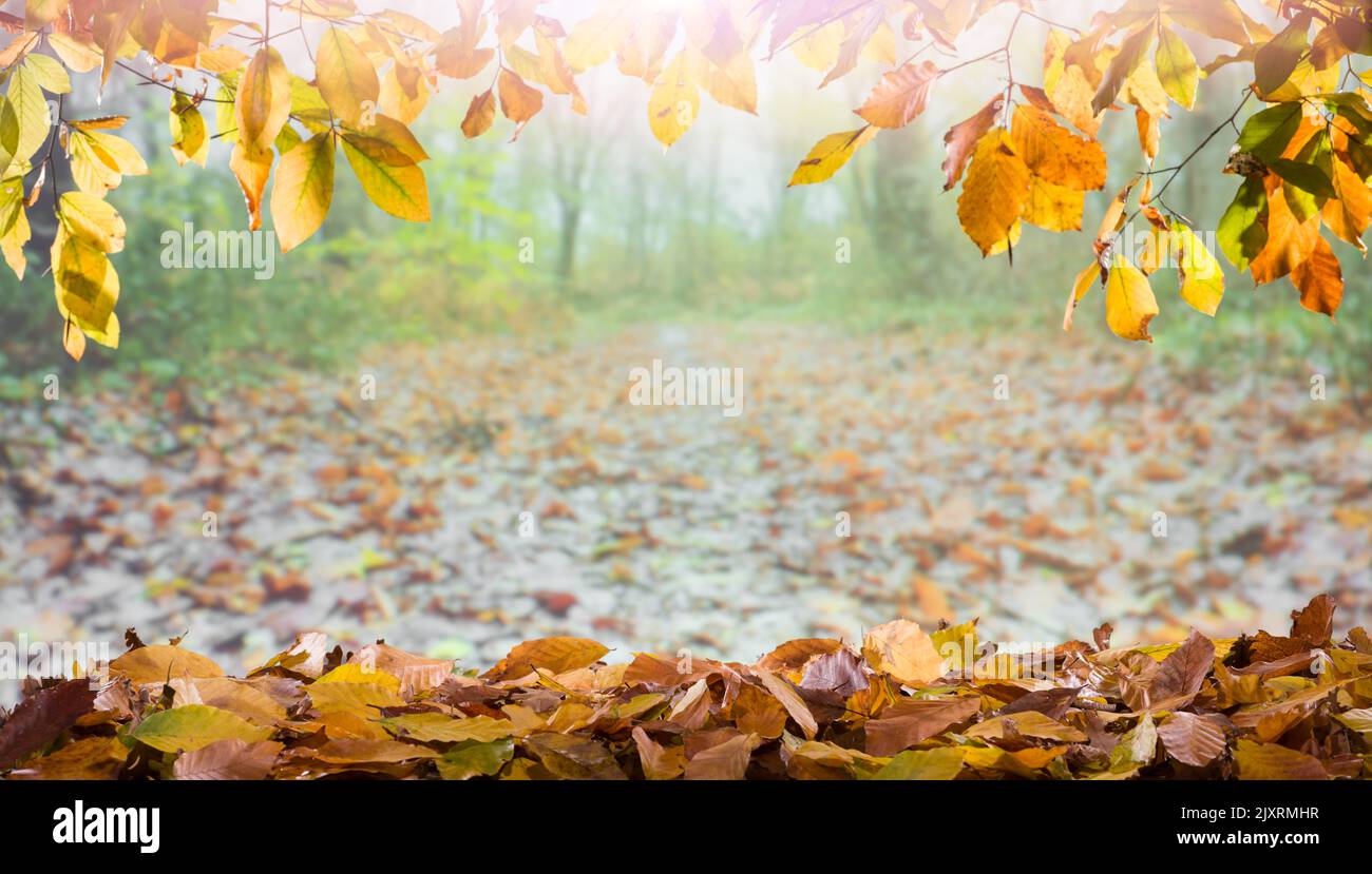 Beautiful autumn landscape with trees and sunrise. Colorful foliage in ...