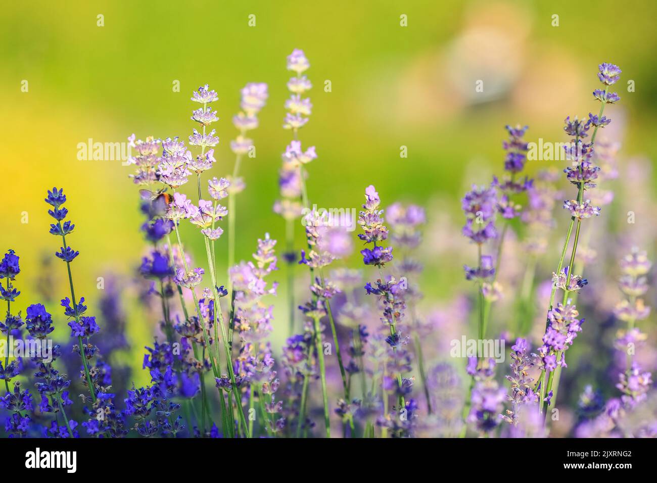 Lavandula (common name lavender) is a genus of 47 known species of ...