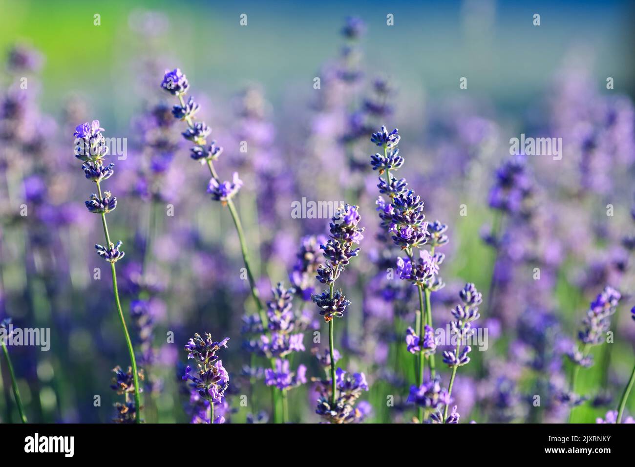 Lavandula (common name lavender) is a genus of 47 known species of ...