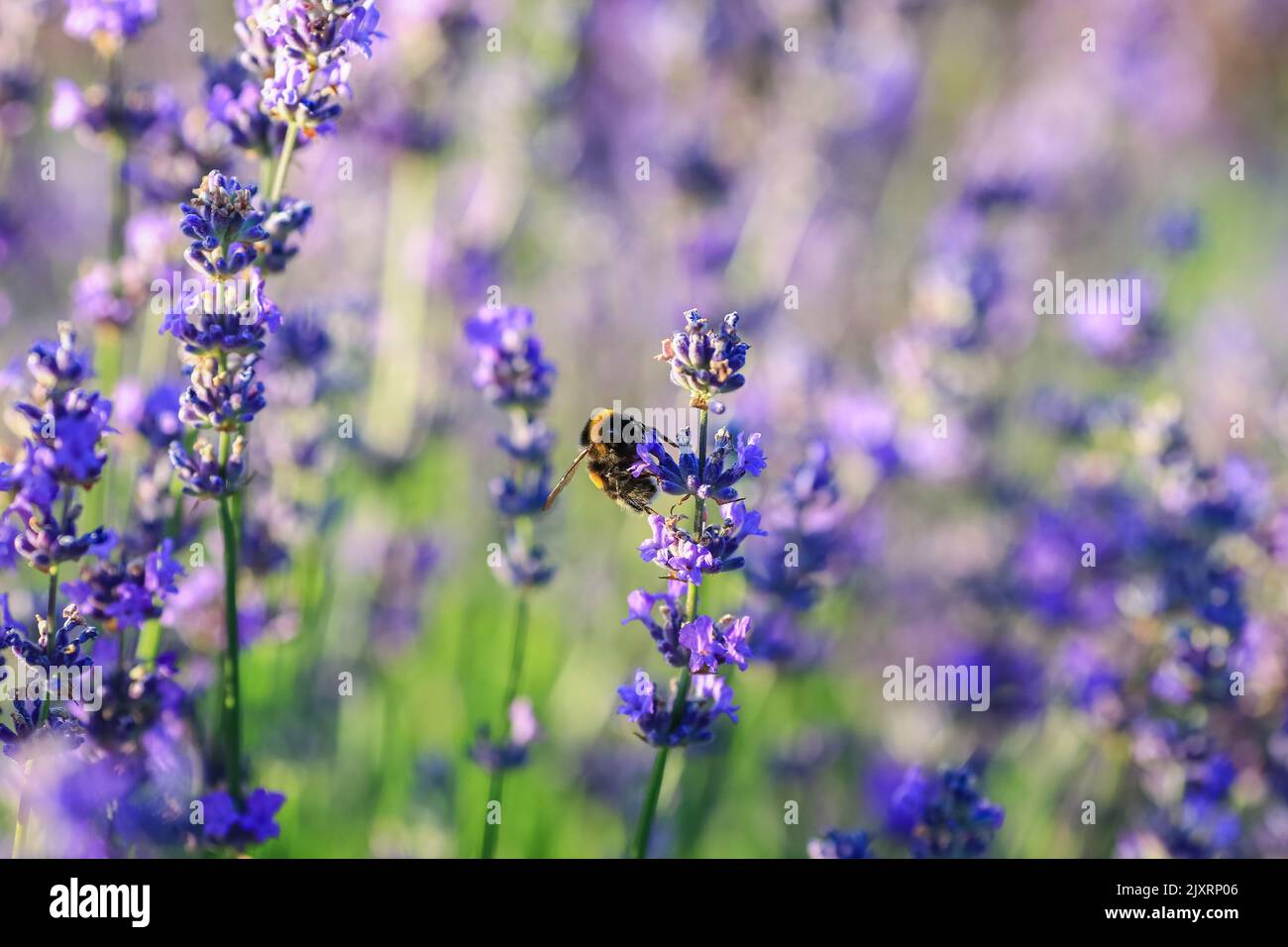 Lavandula (common name lavender) is a genus of 47 known species of ...
