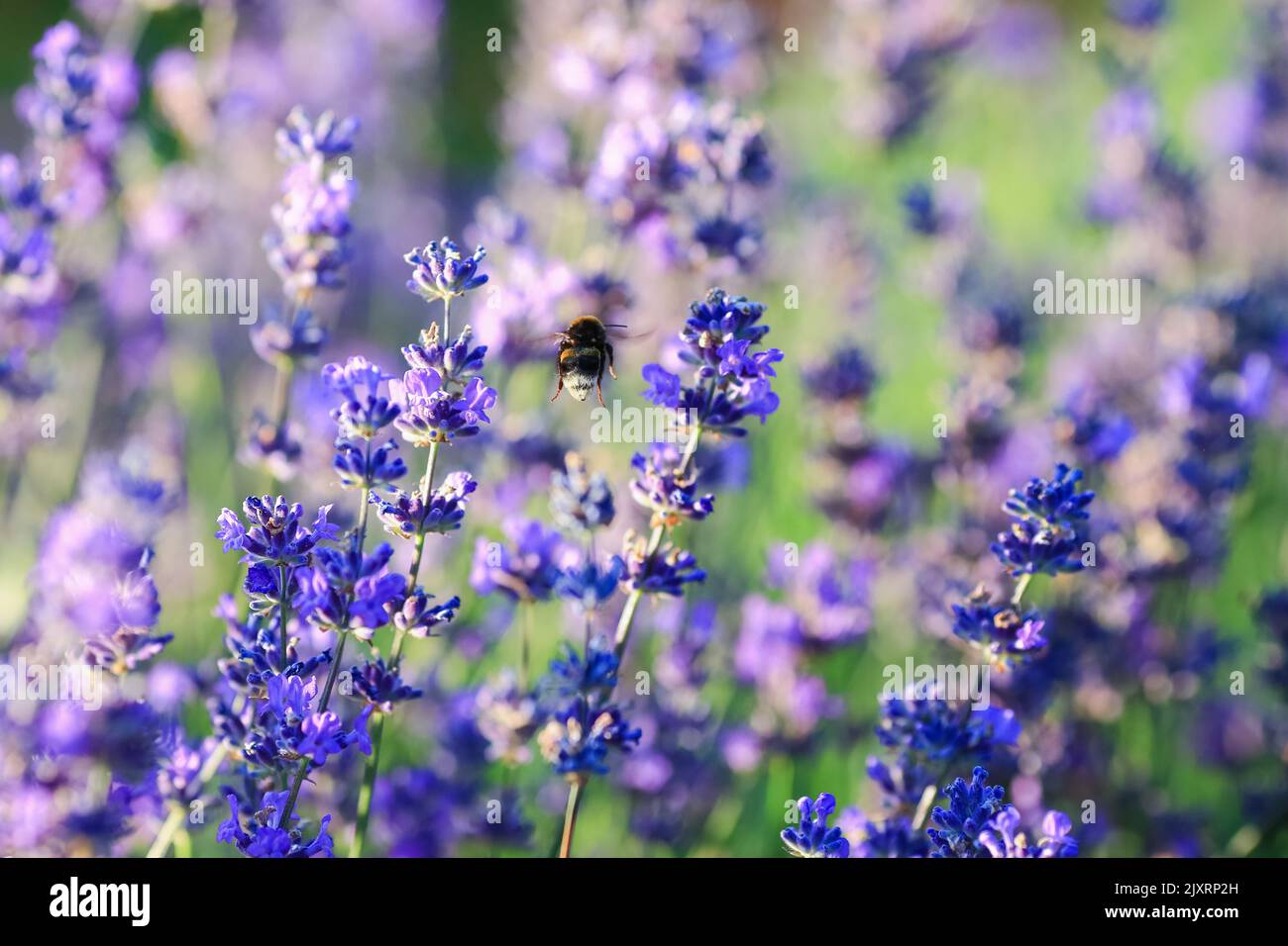 Lavandula (common name lavender) is a genus of 47 known species of ...