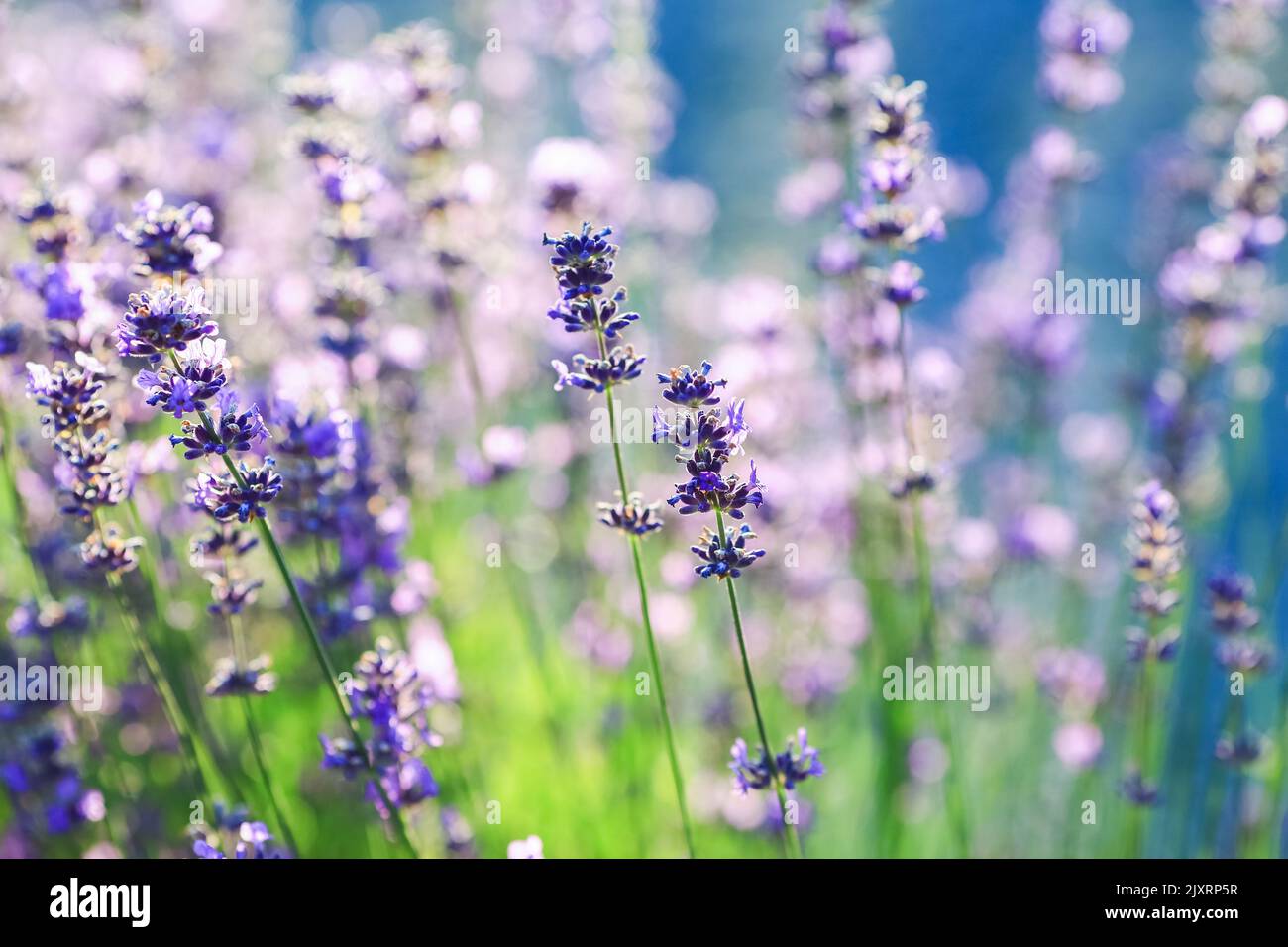Lavandula (common name lavender) is a genus of 47 known species of ...