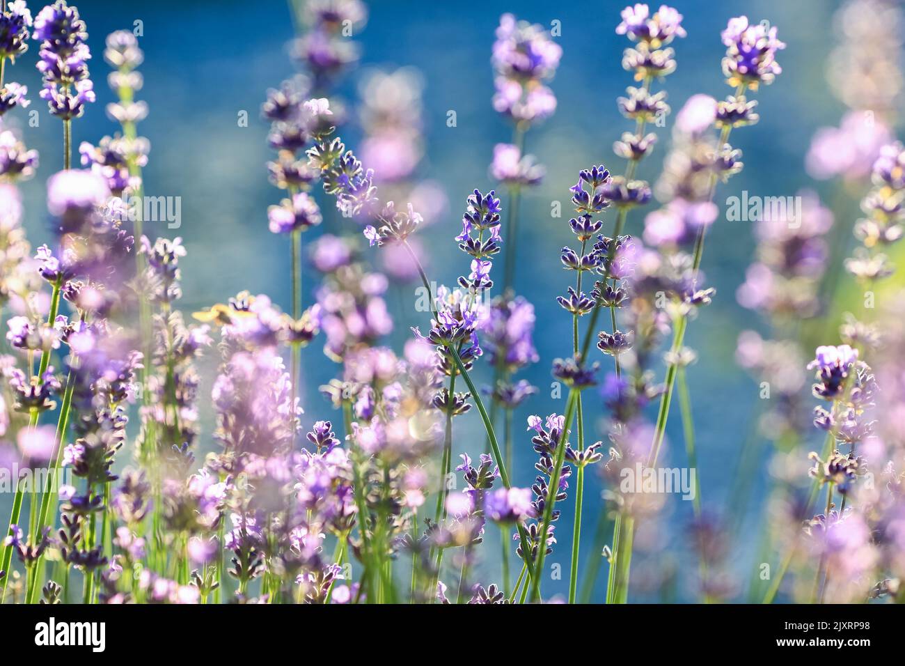 Lavandula (common name lavender) is a genus of 47 known species of ...