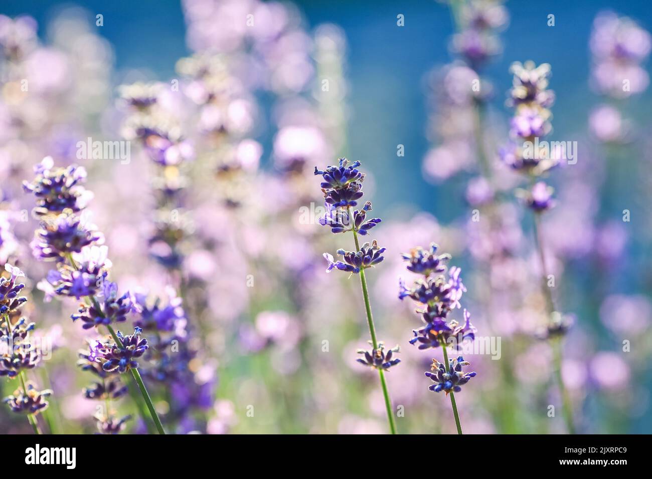 Lavandula (common name lavender) is a genus of 47 known species of ...