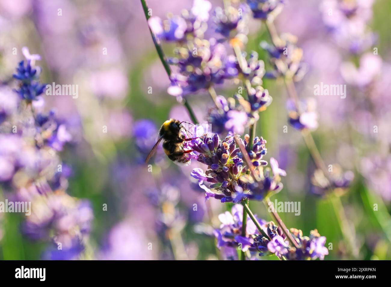 Lavandula (common name lavender) is a genus of 47 known species of ...