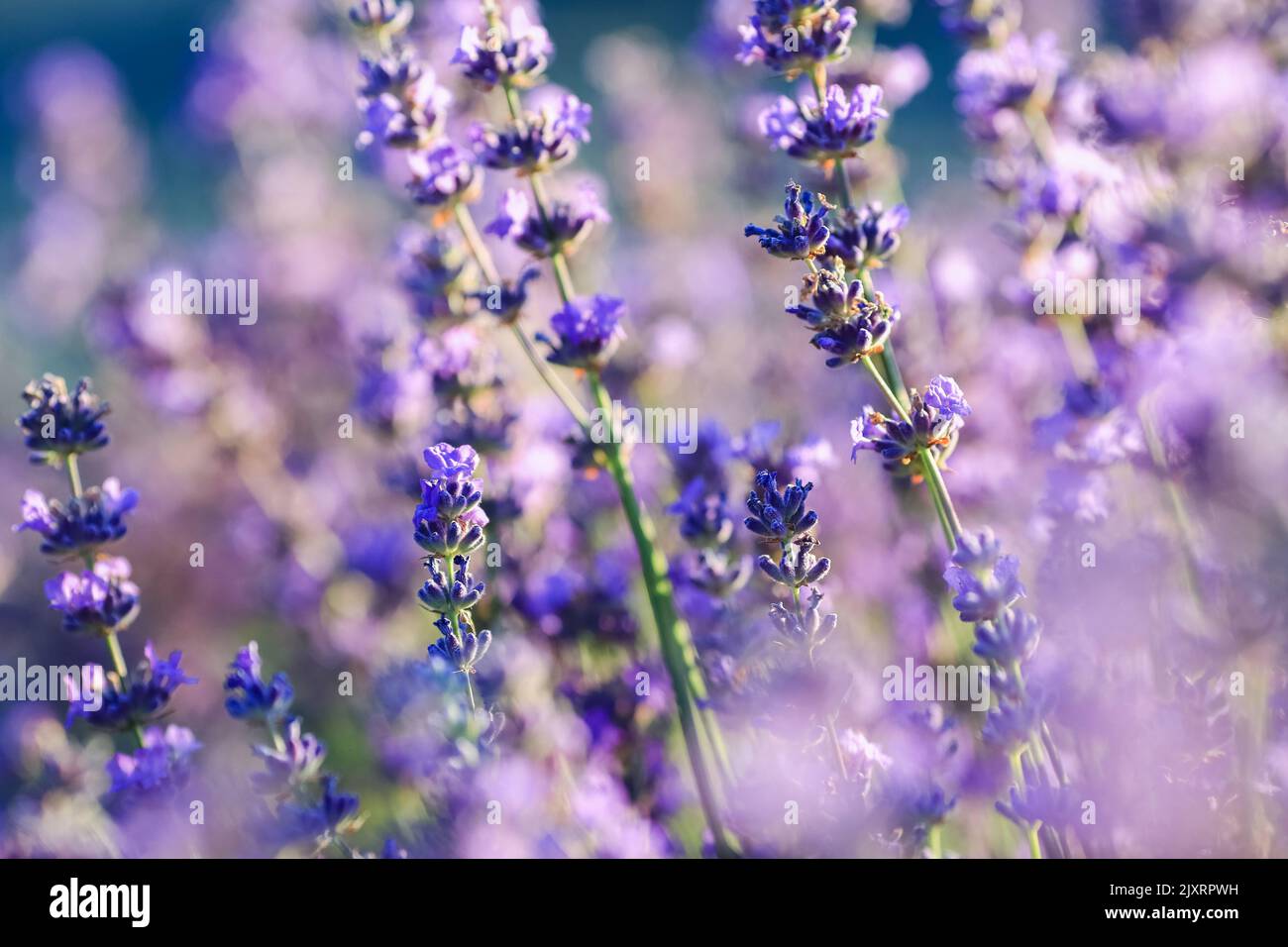 Lavandula (common name lavender) is a genus of 47 known species of ...