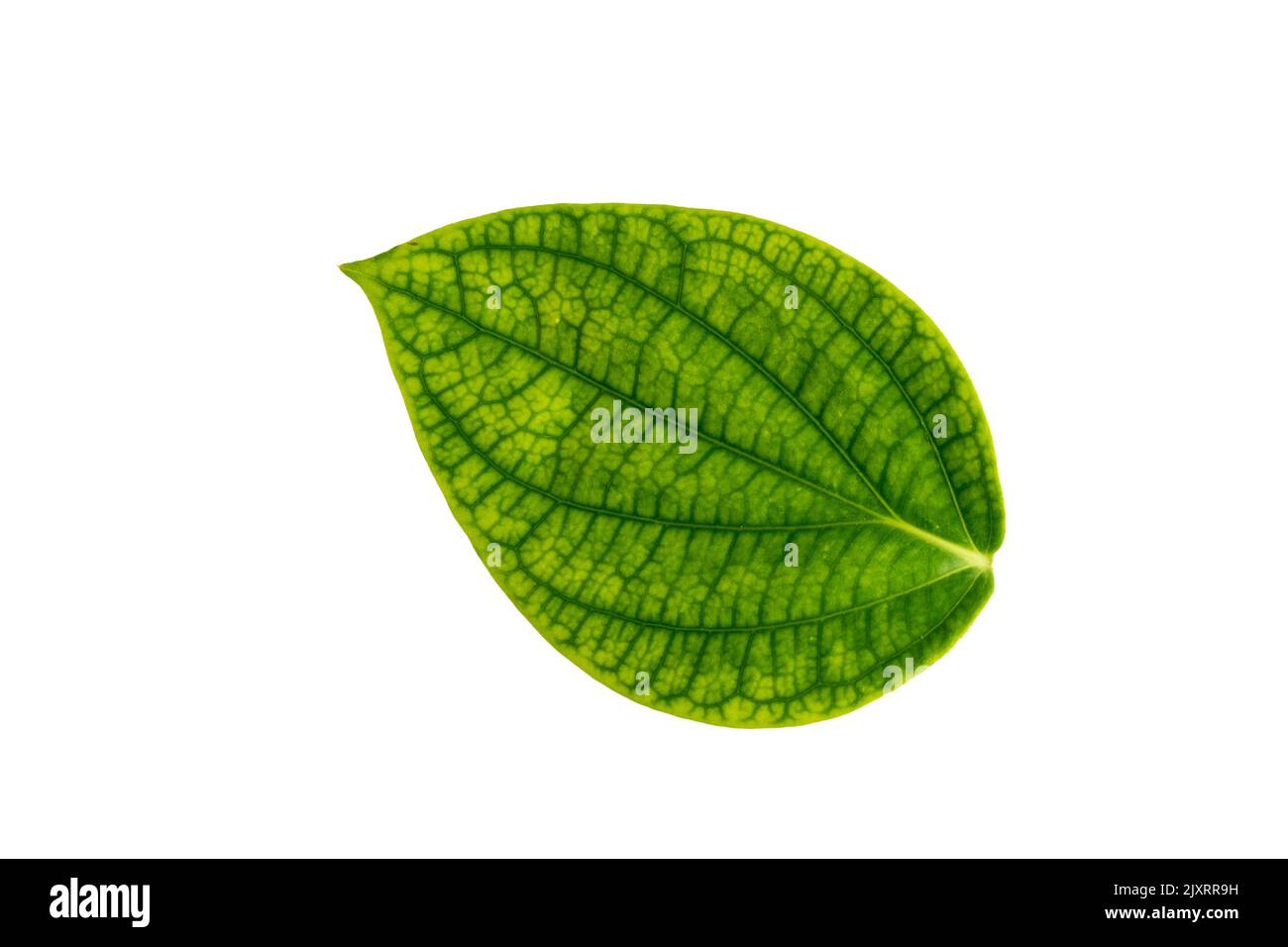 single flat lay green leaf clipping, isolated on white background with ...