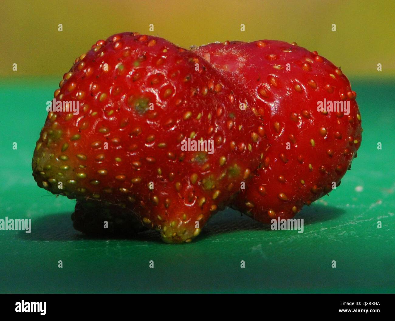 THIS ODD SHAPED STRAWBERRY THAT LOOKS LIKE IT BELONGS WITH THE OTHER ...