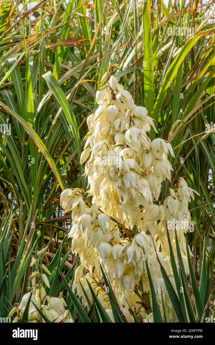 yucca filamentosa plant, flowers, plants, adams needle Stock Photo - Alamy
