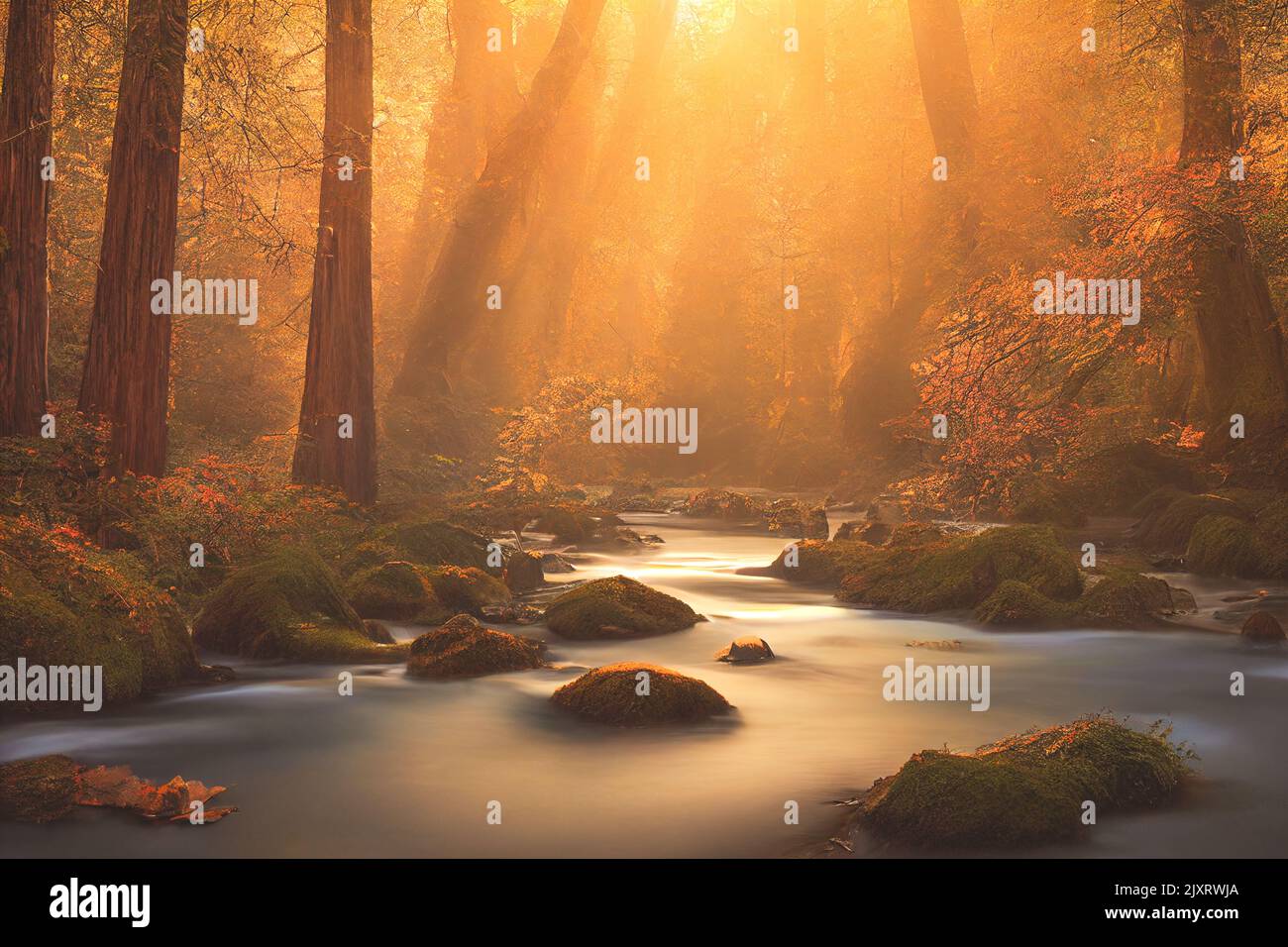 Redwoods in the evening hi-res stock photography and images - Alamy