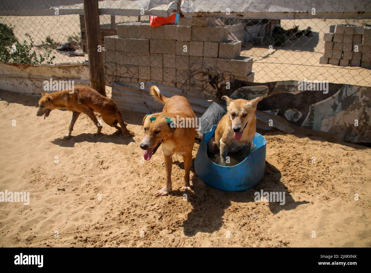 To tend cats hi-res stock photography and images - Alamy