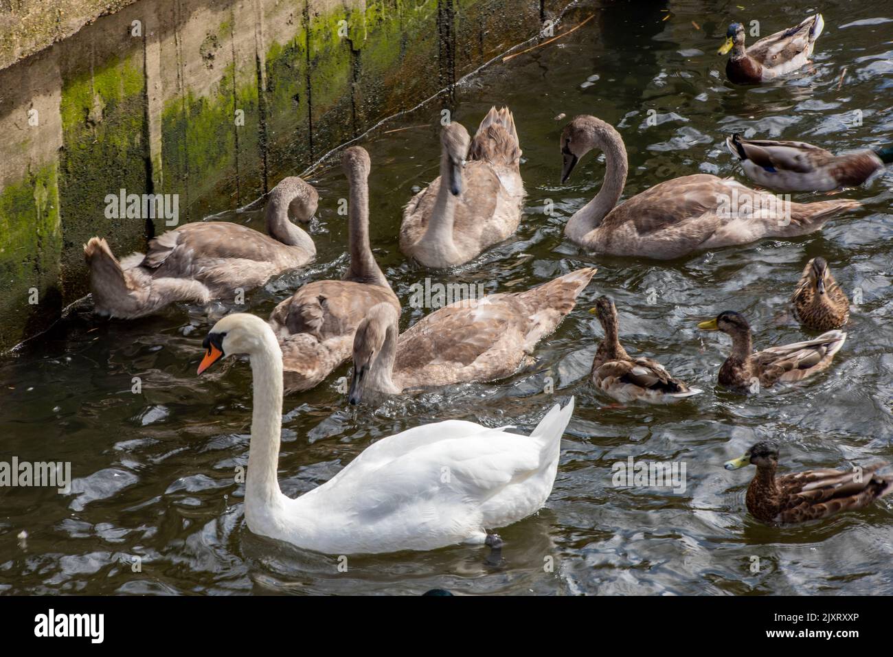ducks and swans being fed at the riverside in wareham dorset, wildfowl ...