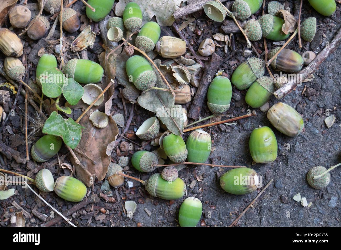 Oak trees acorns hi-res stock photography and images - Alamy