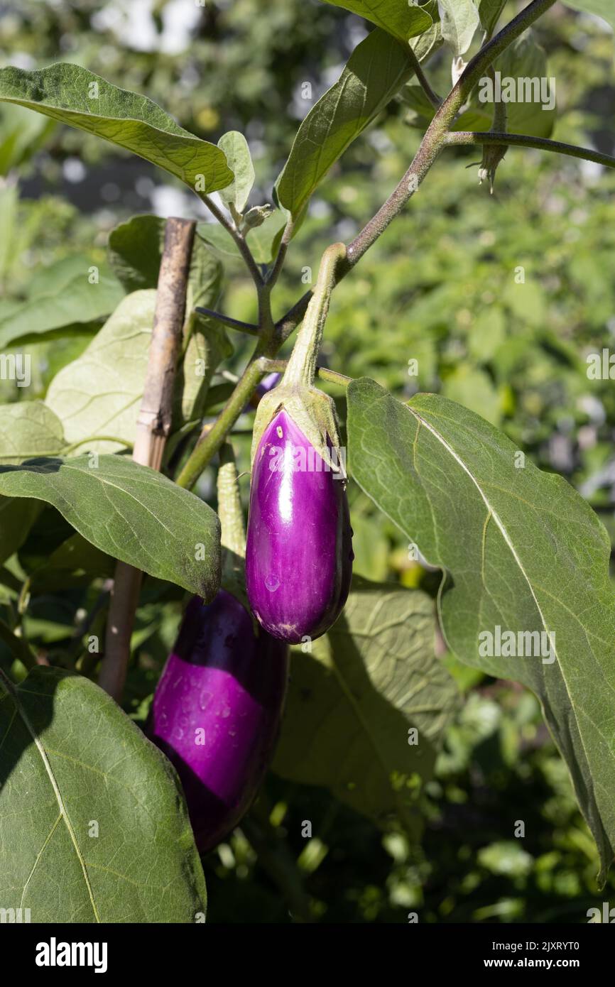 Solanum melongena plants hi-res stock photography and images - Alamy