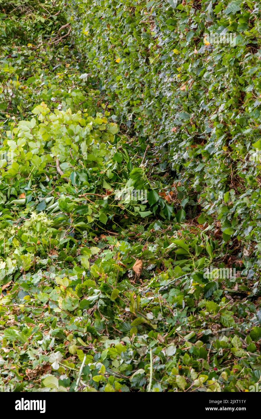 Freshly trimmed hedge hi-res stock photography and images - Alamy