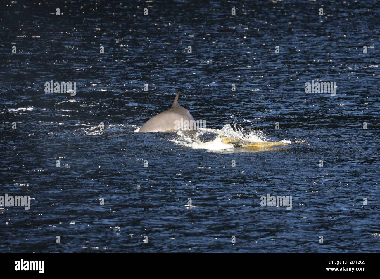 Minke Wahle in Saguenay St Lawrence Marine Park, Quebec Stock Photo - Alamy
