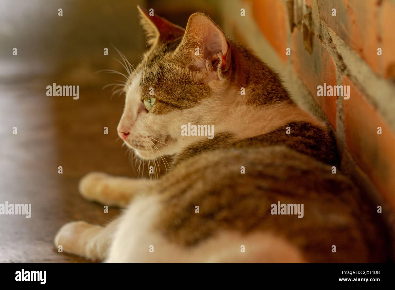 An adult cat with a combination of black, white and brown color is ...