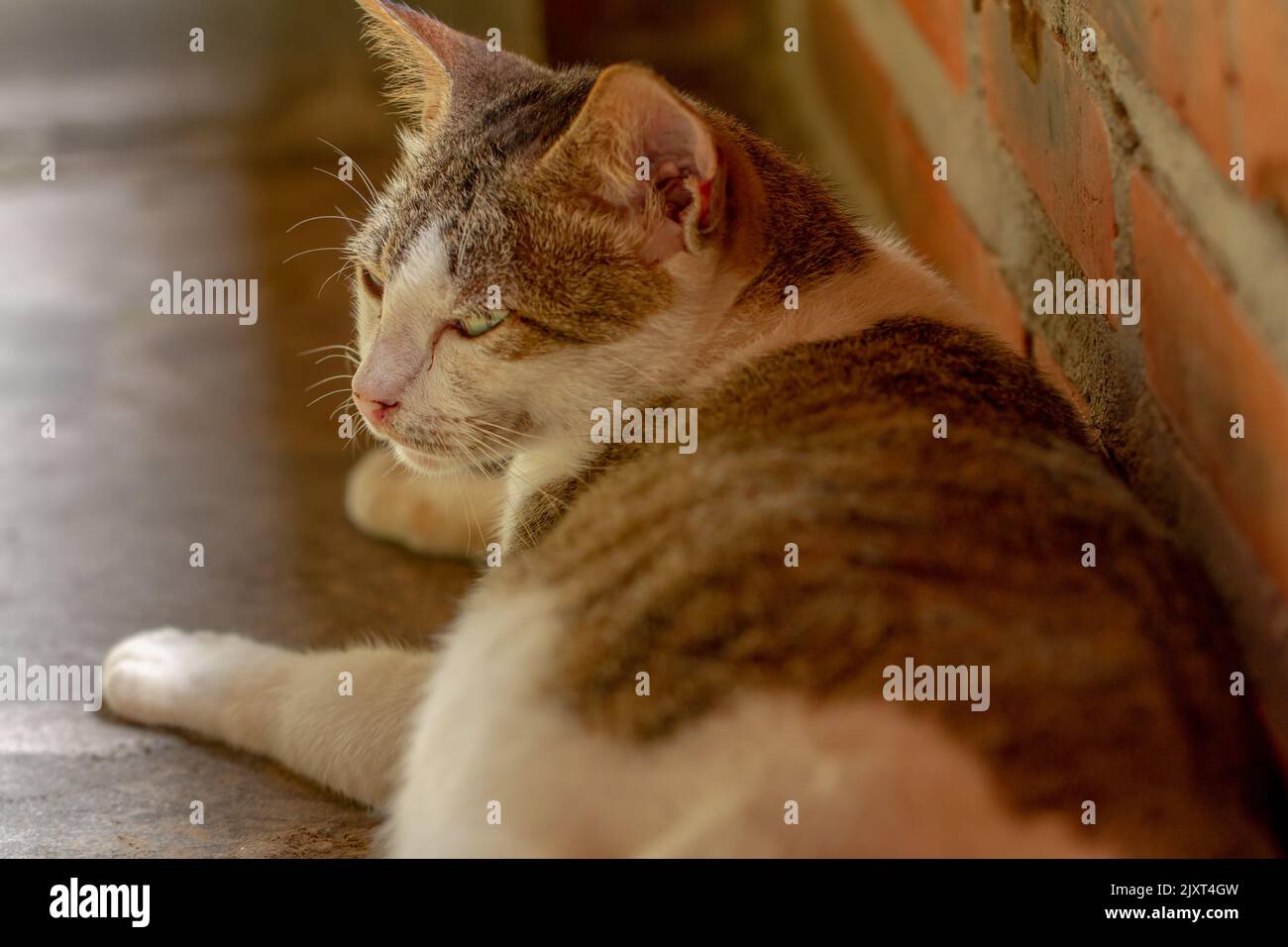 An adult cat with a combination of black, white and brown color is ...