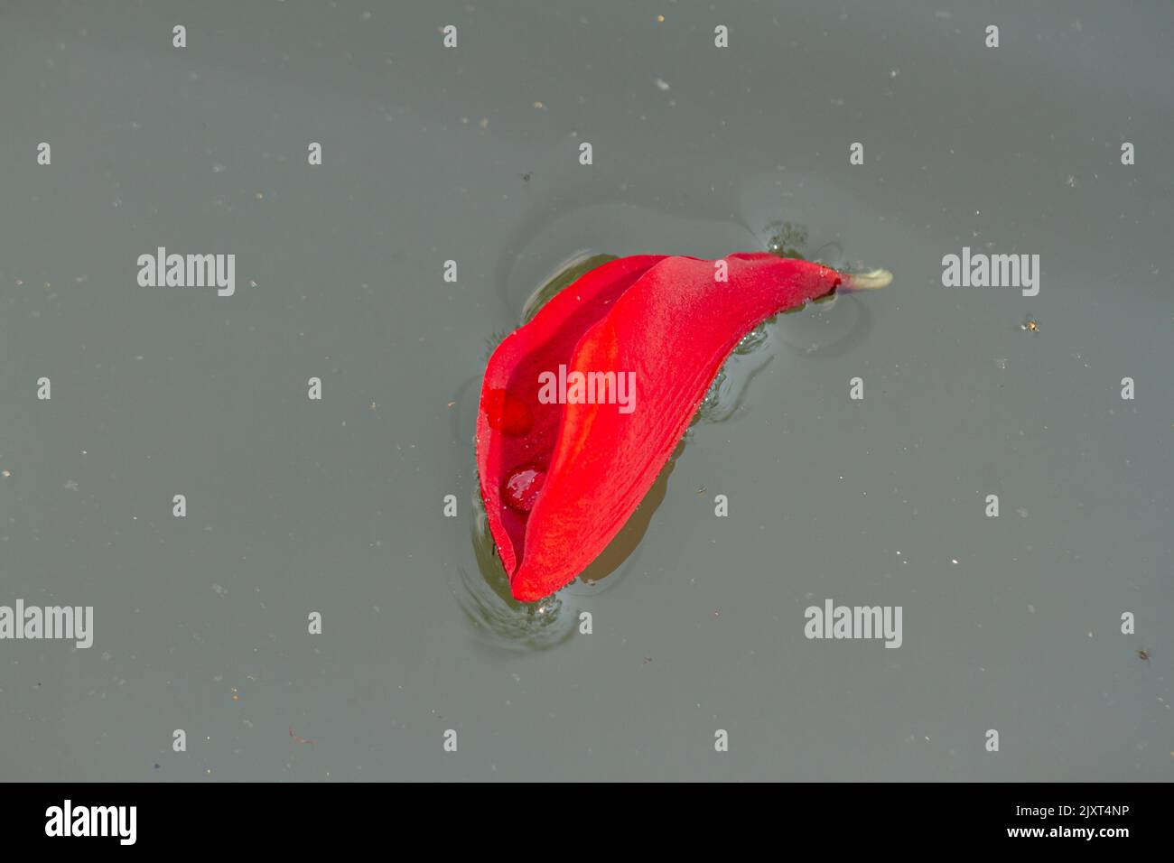 A red flower floats on the surface of the slightly dirty water, the ...