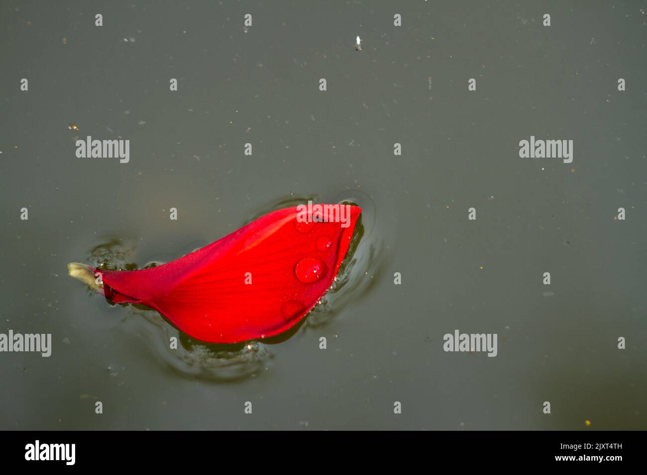 A red flower floats on the surface of the slightly dirty water, the ...