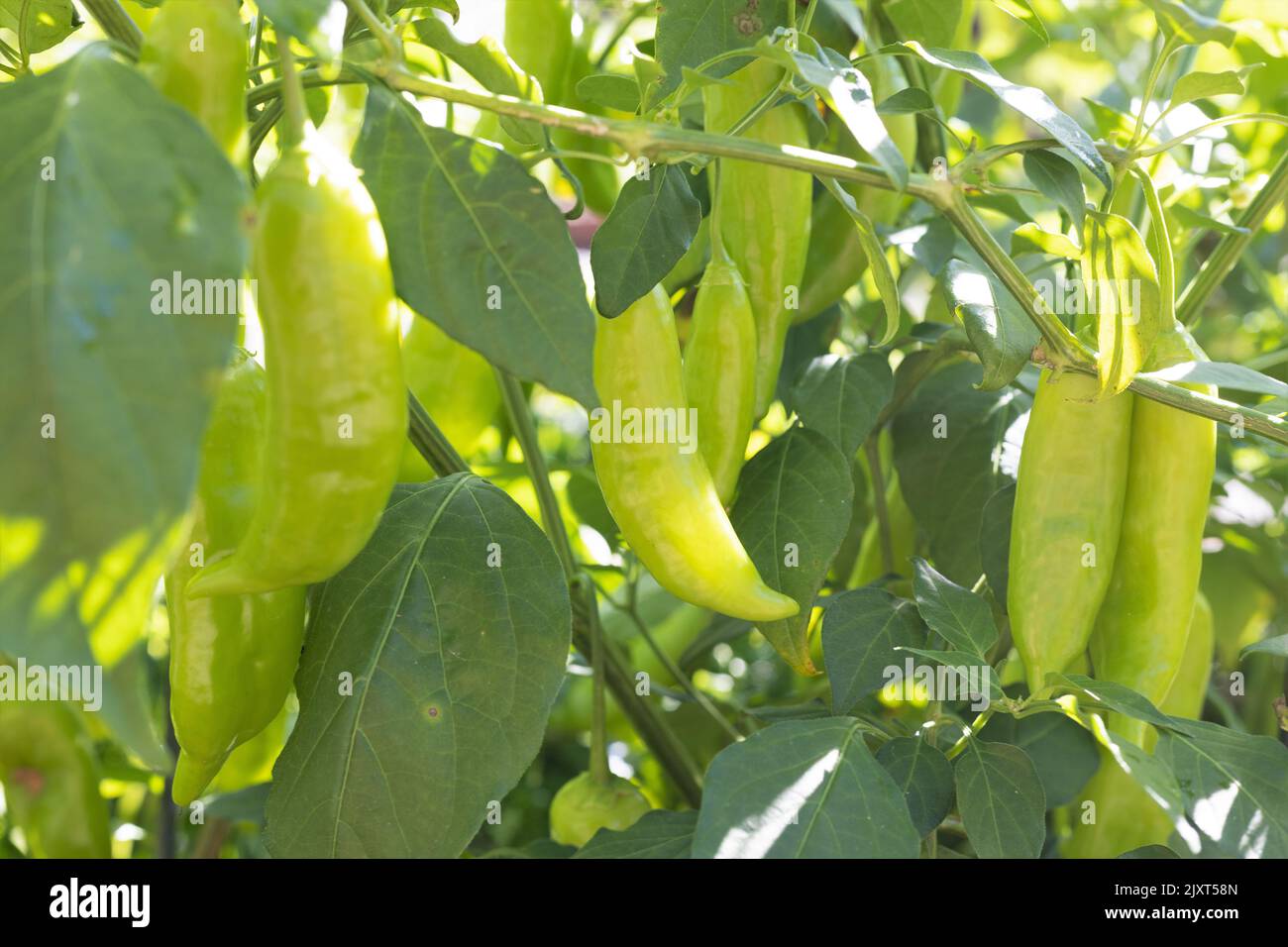 Capsicum baccatum Aji Rico F1 pepper plant Stock Photo - Alamy