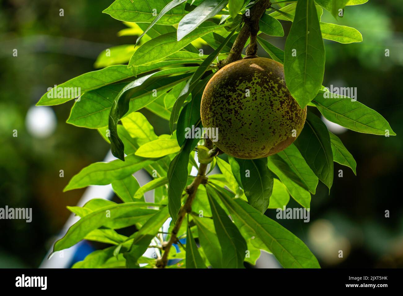 Indian bael plant bearing fruit in the shape of a ball with green fruit ...
