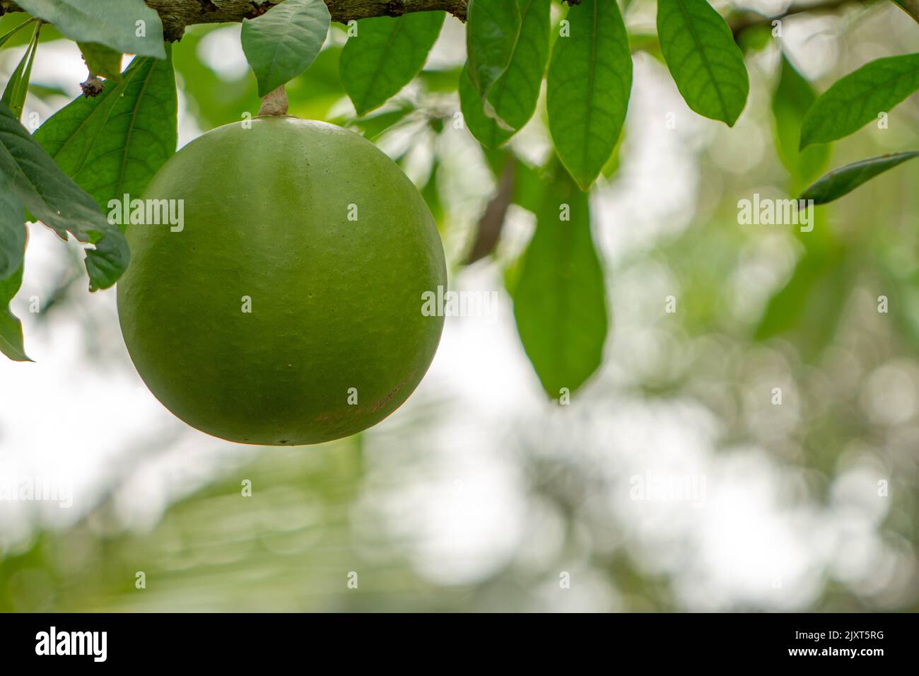 Indian bael plant bearing fruit in the shape of a ball with green fruit ...