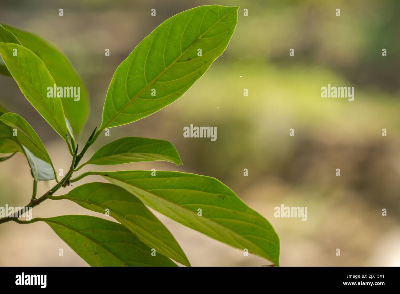 The green leaves of the jack fruit plant show the leaf skeleton, the ...