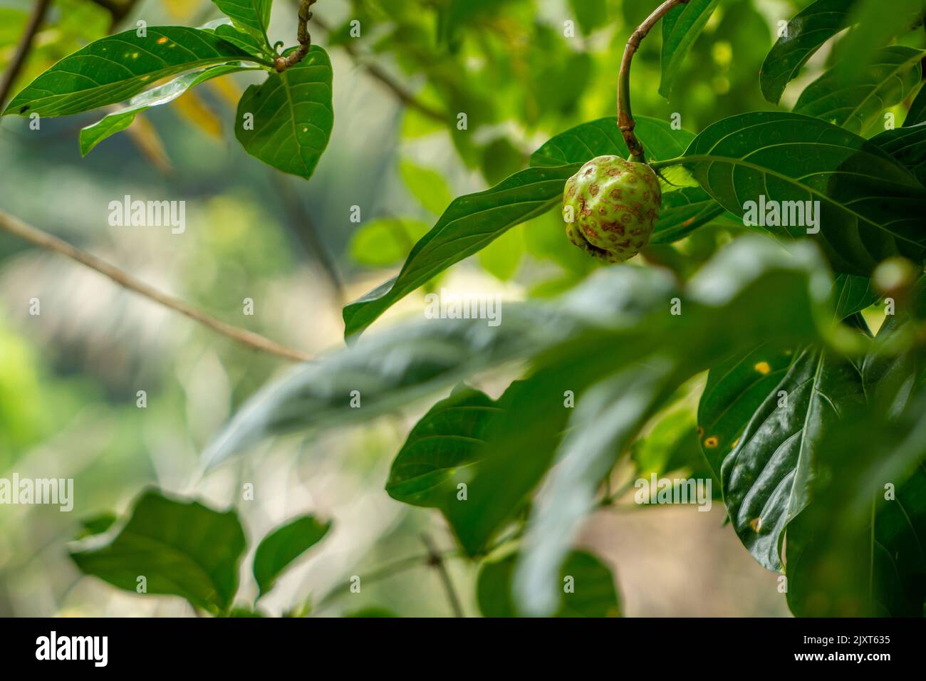 Noni fruit is round with a rough and smooth surface, yellowish green ...