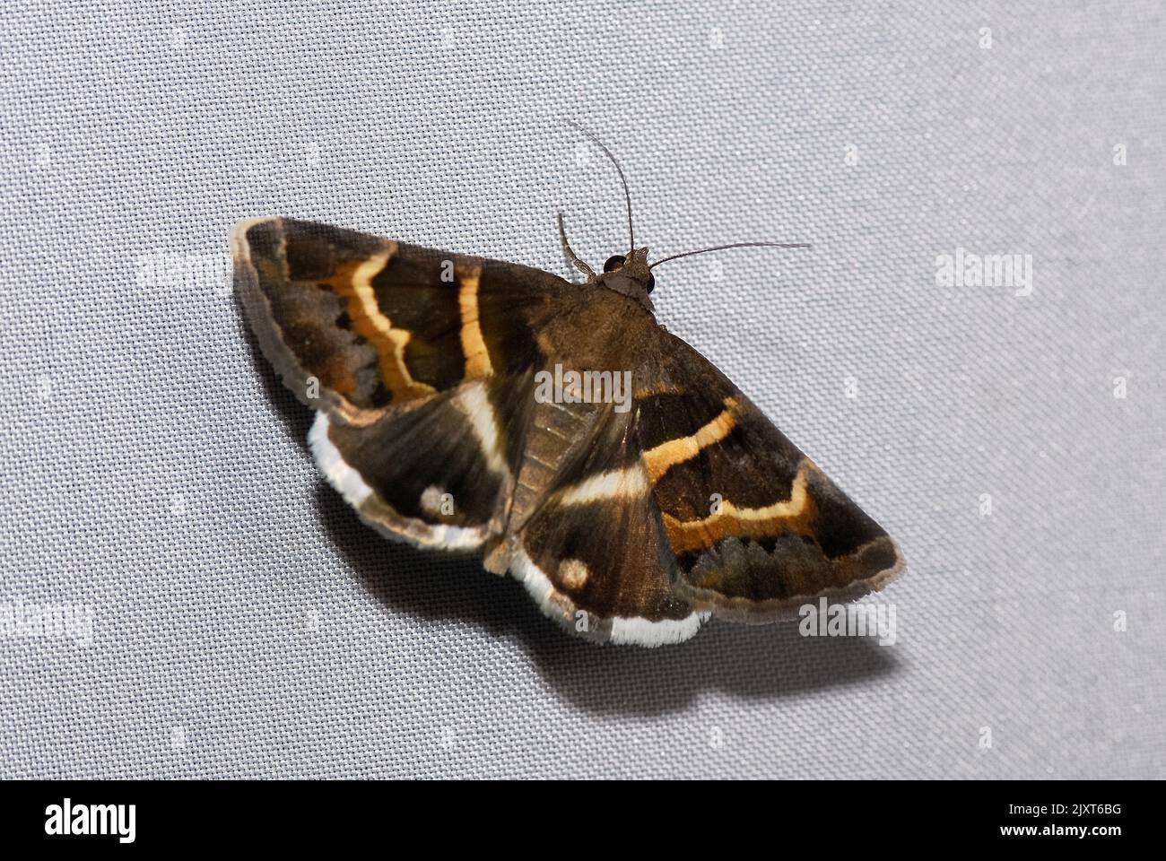 geometrician, Tölpeleule, Grammodes stolida, barnasávos vándorbagoly ...