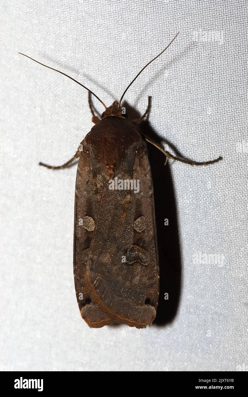 Lesser Yellow Underwing Moth, Noctua comes, kis sárgafűbagoly, Europe ...