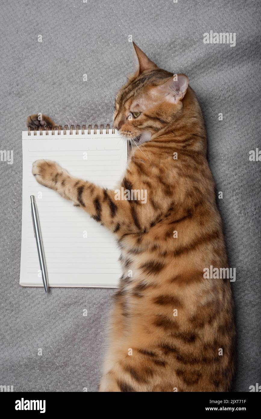 Top view of a cat with a white notepad sheet and a pen. Copy space ...