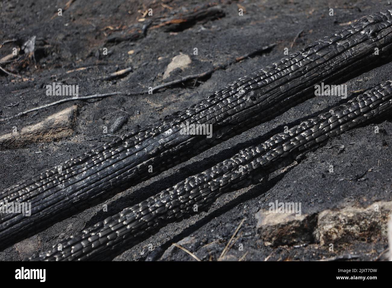 Wurmberg, Germany. 07th Sep, 2022. Charred tree trunks lie in the area ...