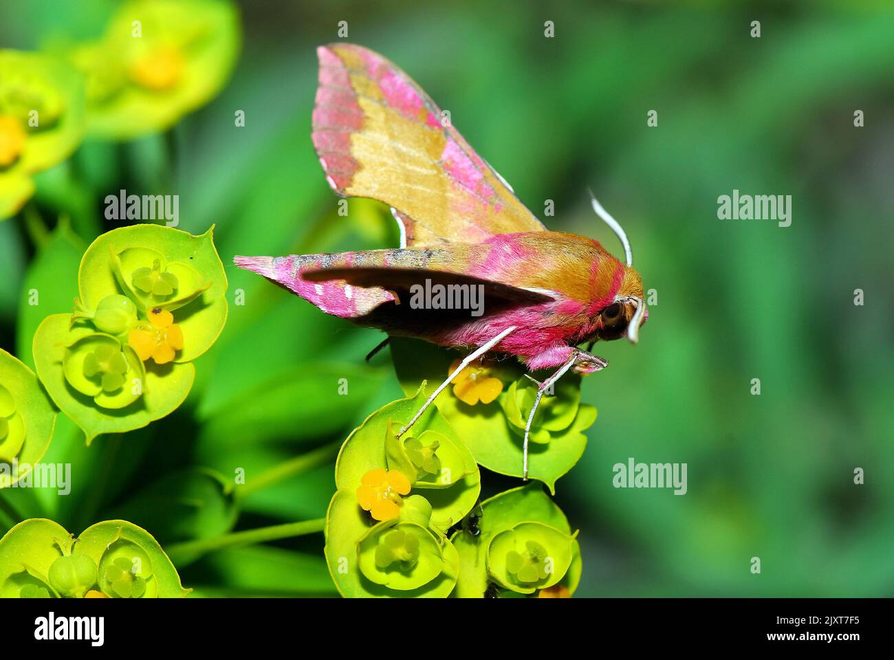 small elephant hawk-moth, Kleiner Weinschwärmer, Petit sphinx de la ...
