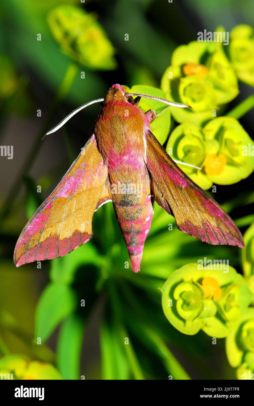 small elephant hawk-moth, Kleiner Weinschwärmer, Petit sphinx de la ...