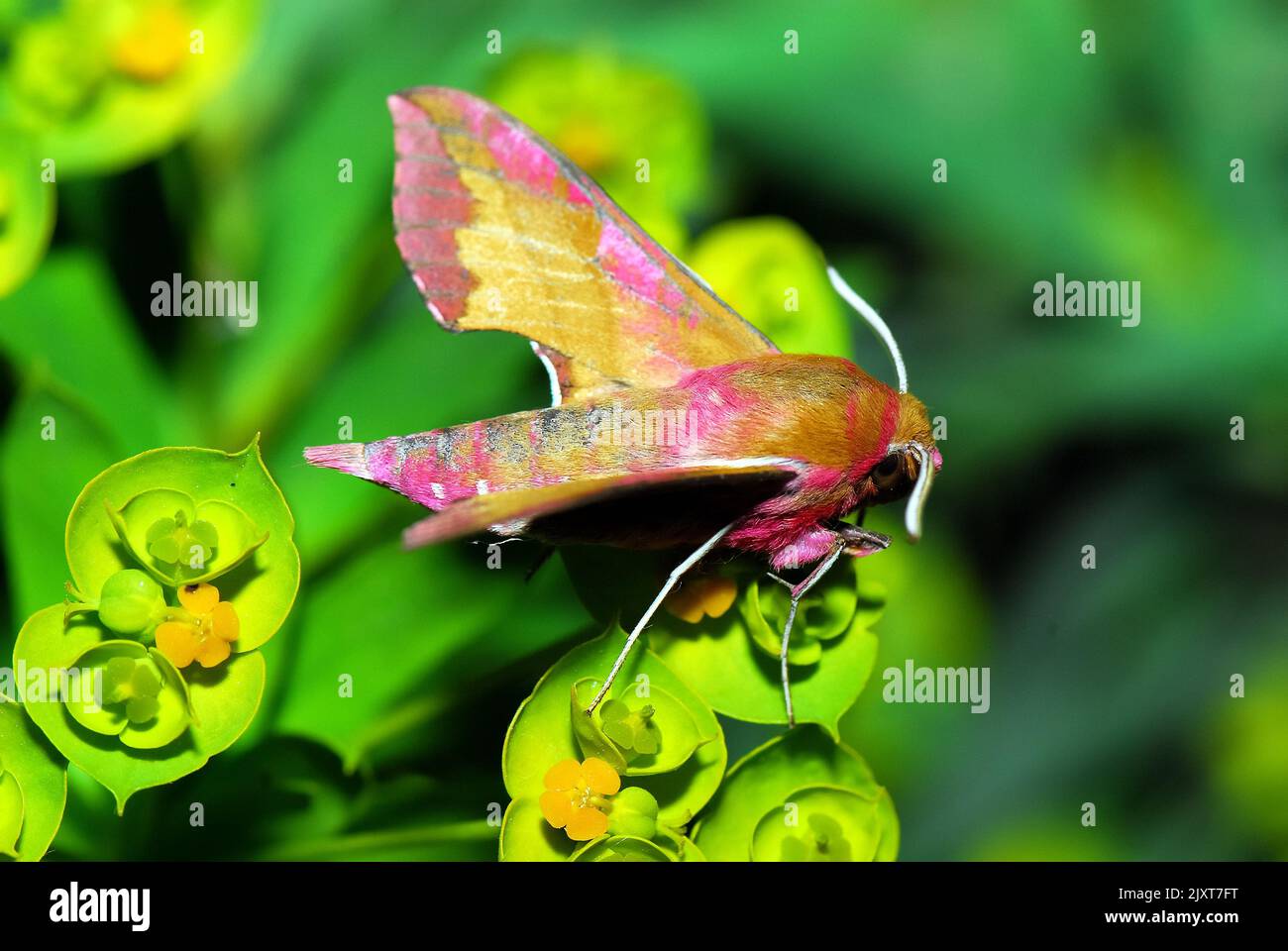 small elephant hawk-moth, Kleiner Weinschwärmer, Petit sphinx de la ...