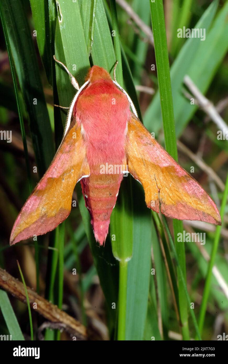 small elephant hawk-moth, Kleiner Weinschwärmer, Petit sphinx de la ...