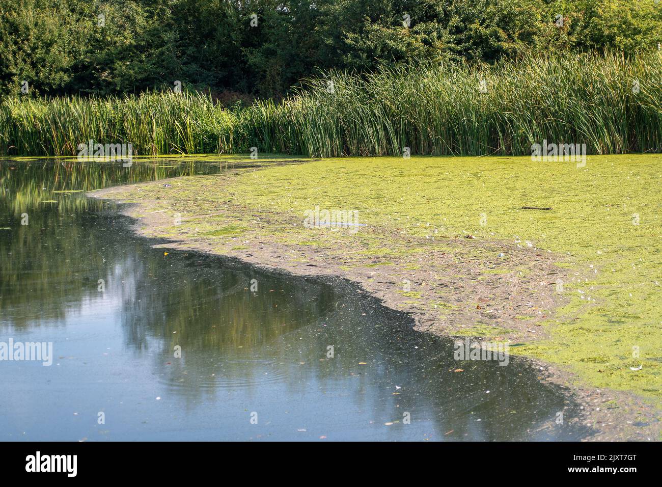Dorney, Buckinghamshire, UK. 14th August, 2022. Algal bloom and ...