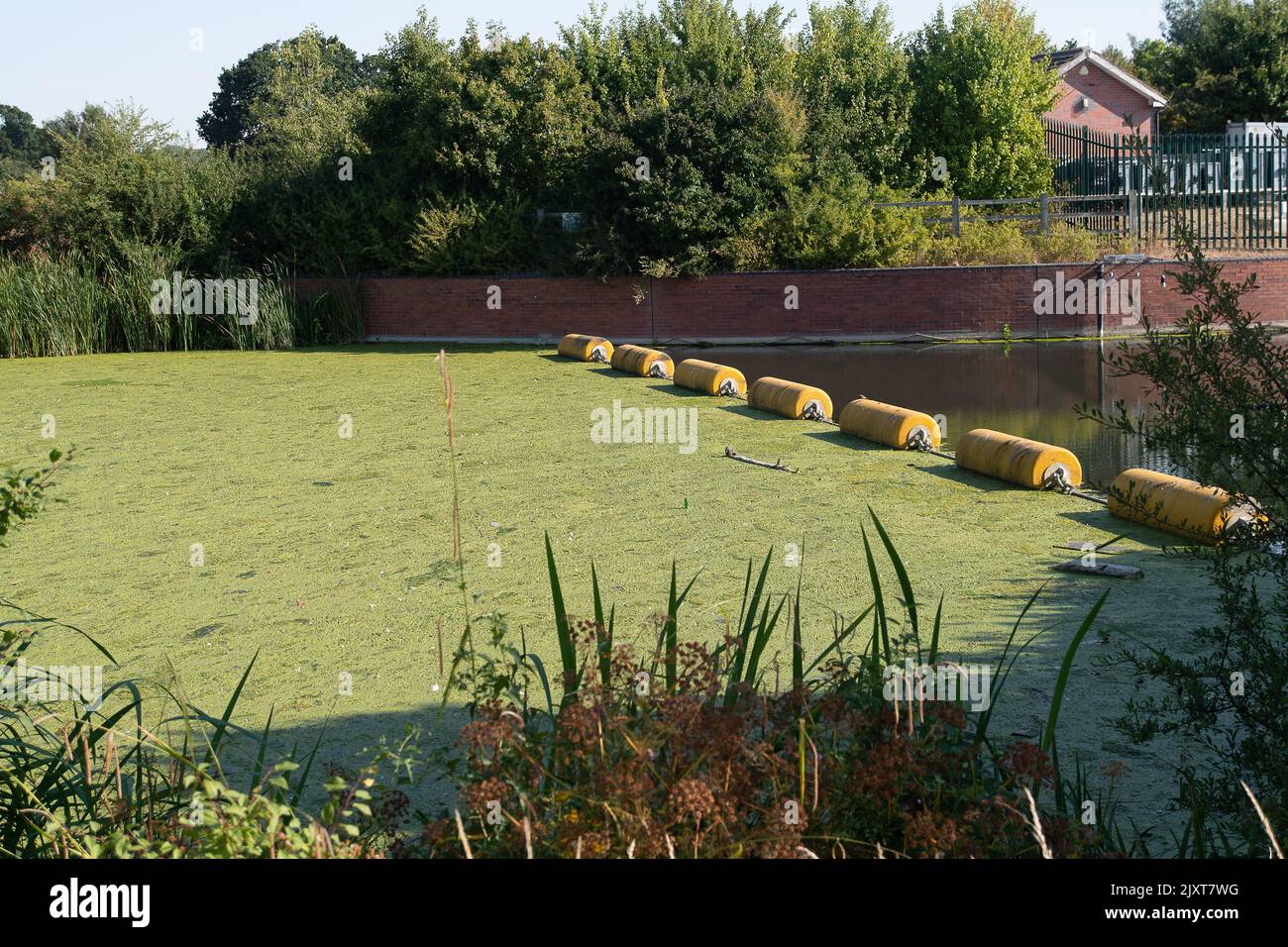 Dorney, Buckinghamshire, UK. 14th August, 2022. Algal bloom and ...