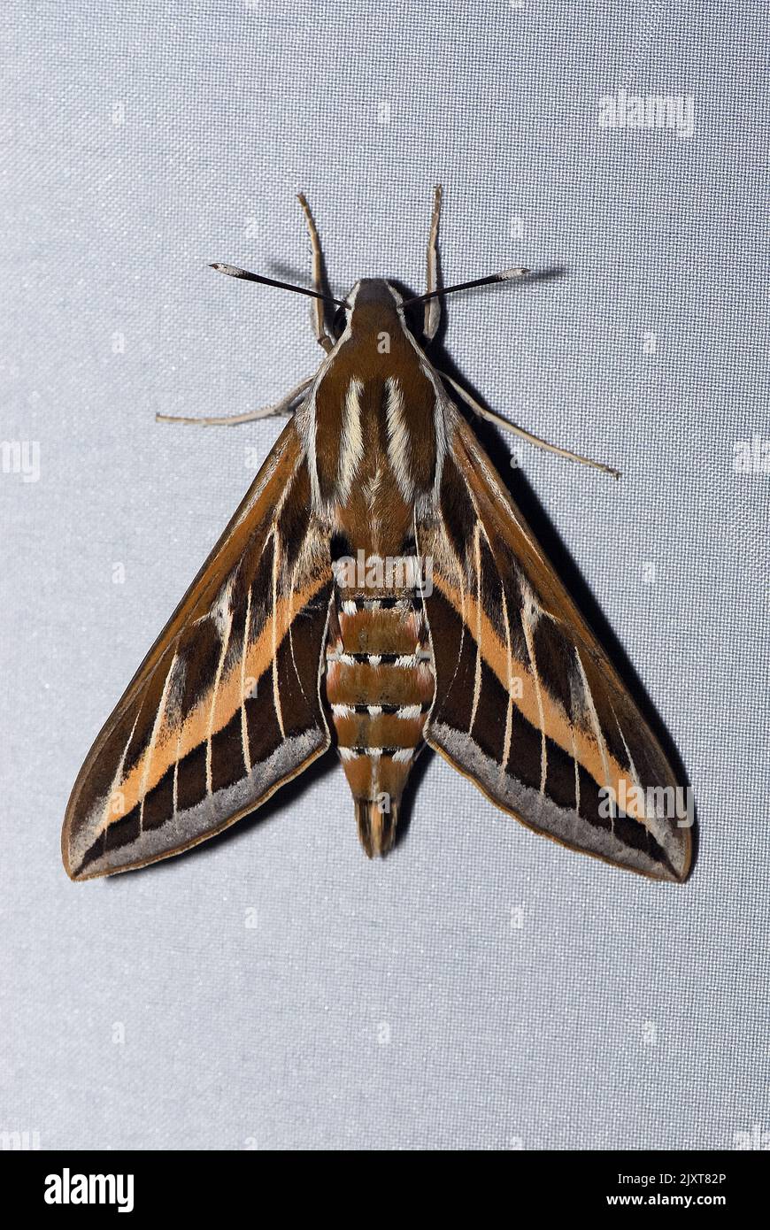 striped hawk-moth, Linienschwärmer, Sphinx livournien, Hyles livornica ...