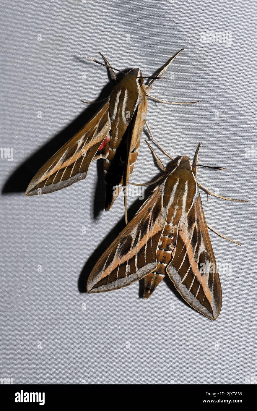 striped hawk-moth, Linienschwärmer, Sphinx livournien, Hyles livornica ...