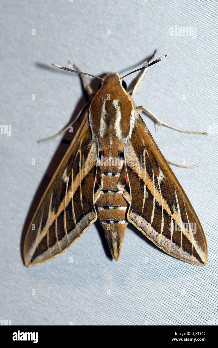 striped hawk-moth, Linienschwärmer, Sphinx livournien, Hyles livornica ...
