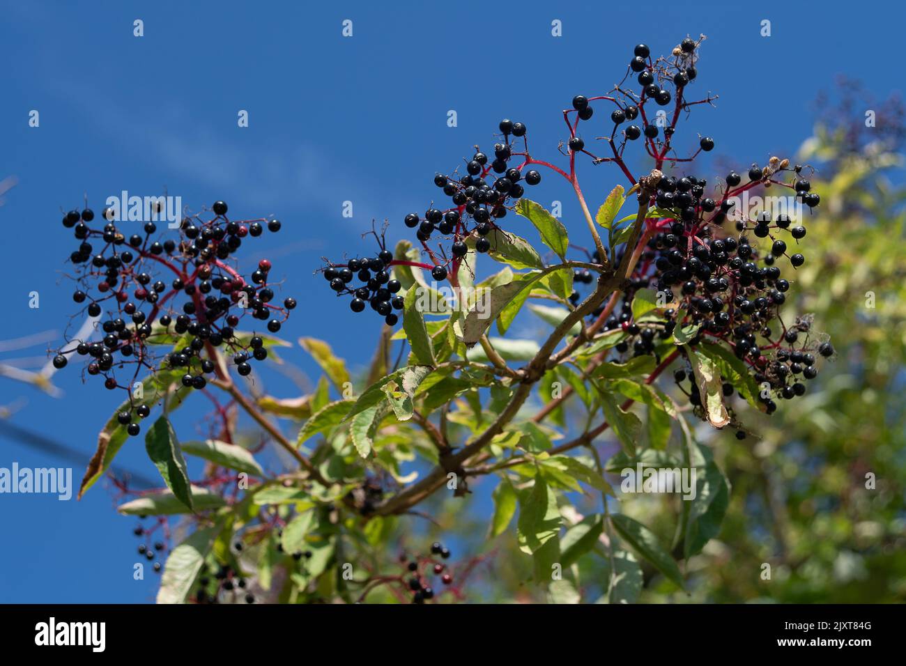 Dorney, Buckinghamshire, UK. 14th August, 2022. Elderberries are a ...