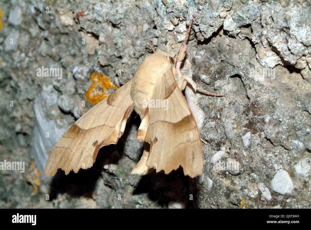 Sphinx du chene vert hi-res stock photography and images - Alamy