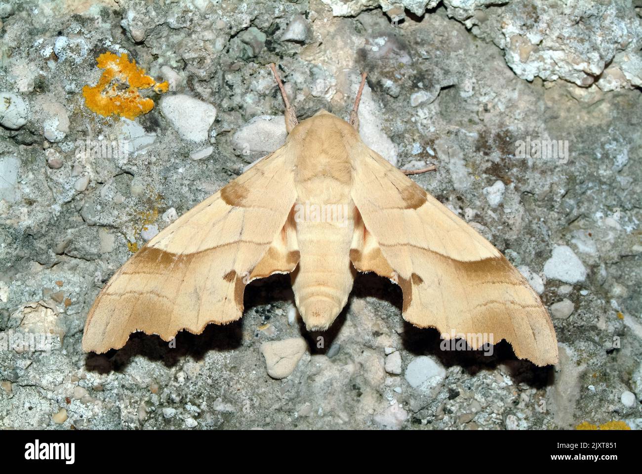 oak hawk-moth, Eichenschwärmer, Sphinx du chêne vert, Marumba quercus ...