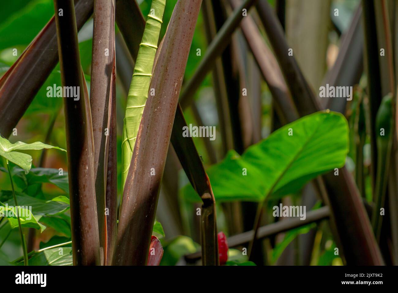 The purple stalk of the taro plant whose surface looks detailed, is ...