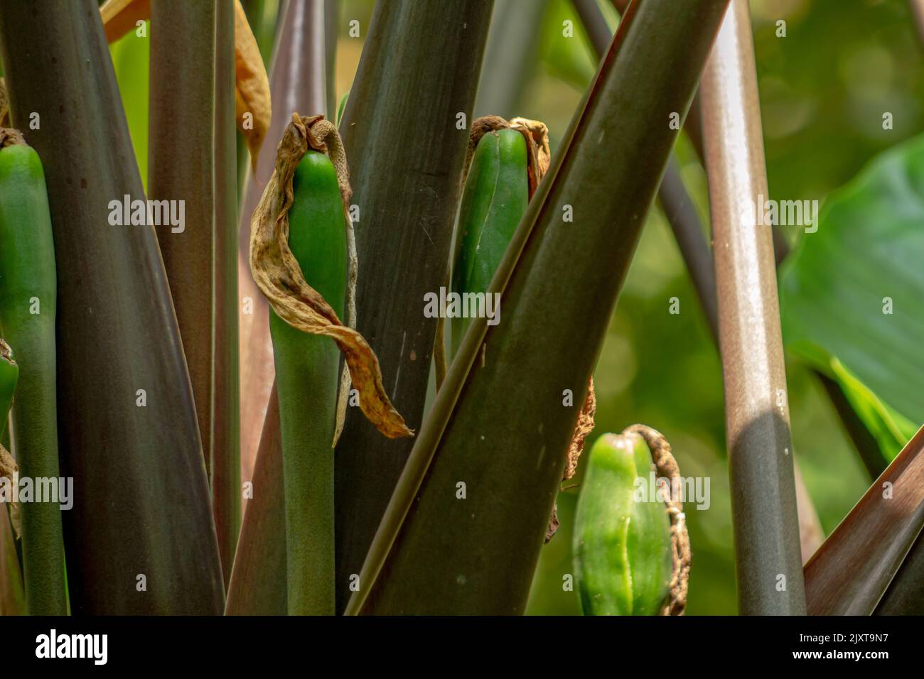 The purple stalk of the taro plant whose surface looks detailed, is ...