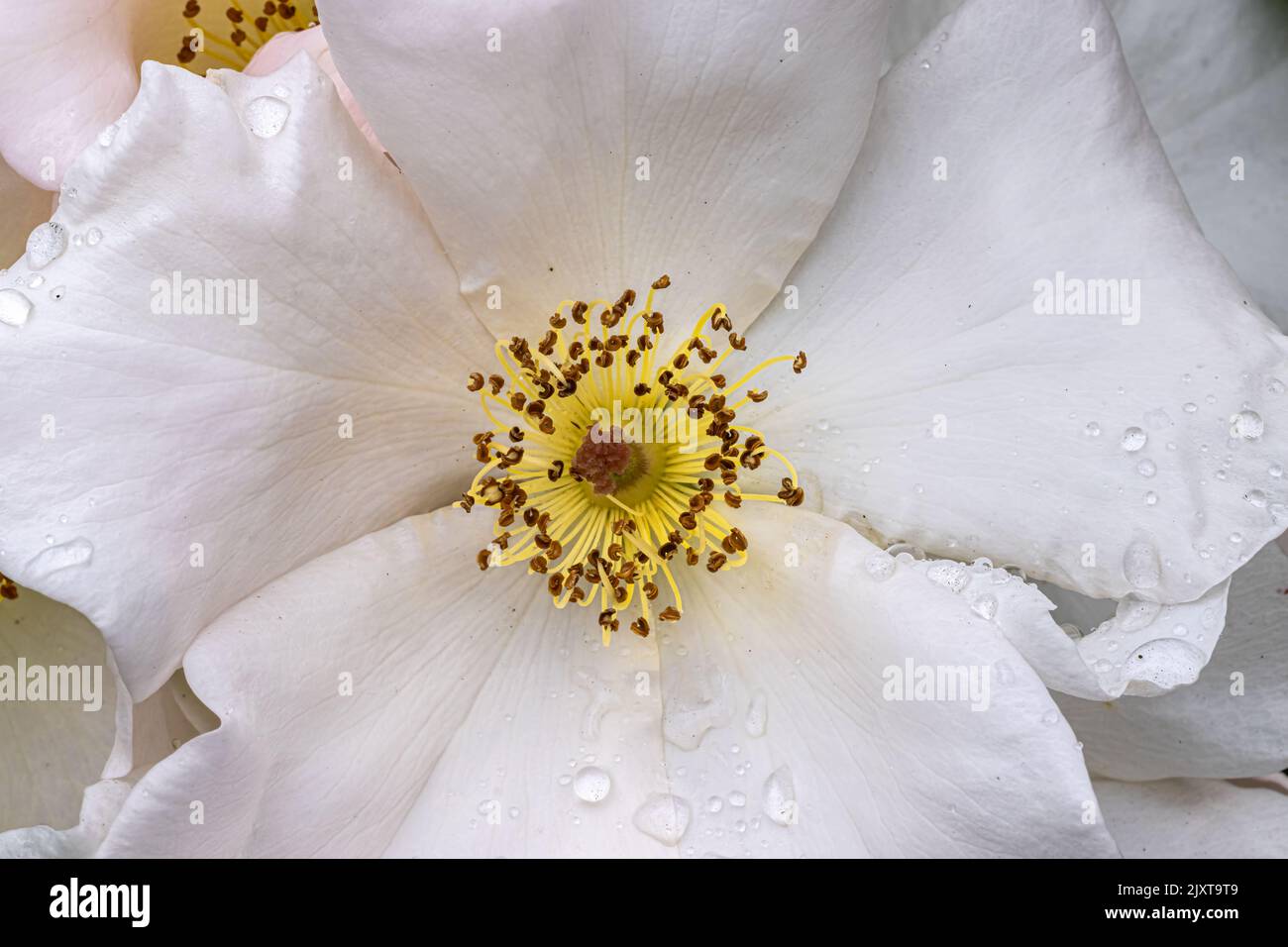 Sheer elegance hi-res stock photography and images - Alamy