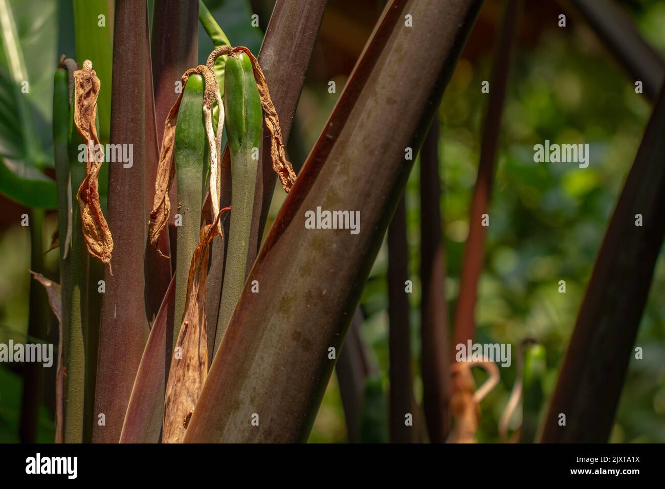 The purple stalk of the taro plant whose surface looks detailed, is ...